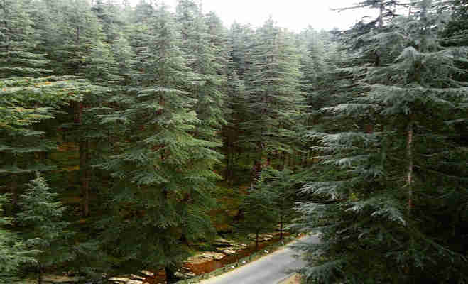 Special Wood Jacket Will Ready For Pm Narendra Modi Uttarakhand Cheed ...