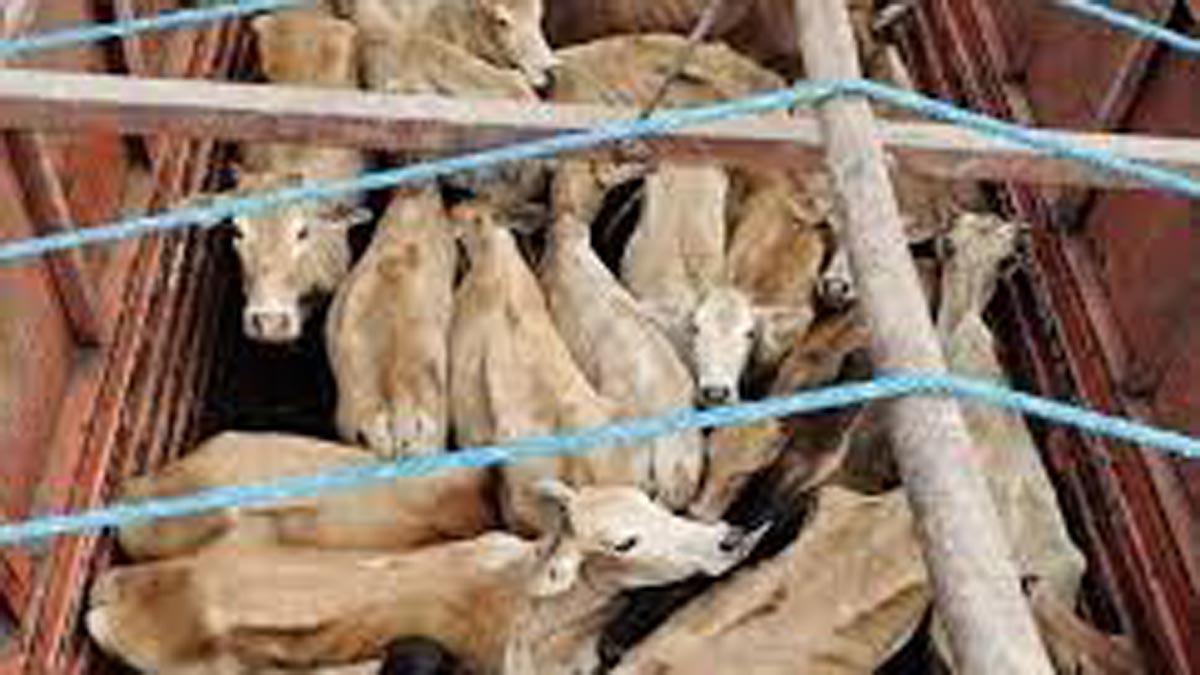 150 People From Banarasi Identified In Cow Smuggling - Varanasi News
