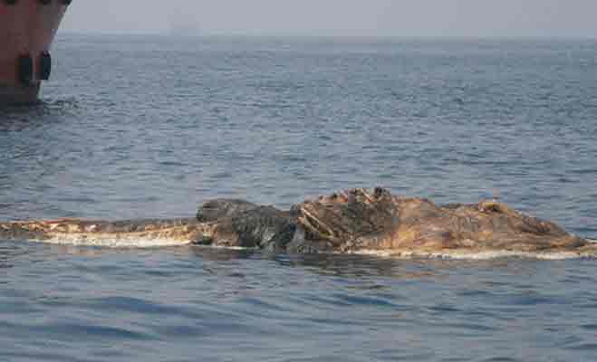 Mysterious Sea Creature Found In Persian Gulf- जहाज के सामने आए इस ...