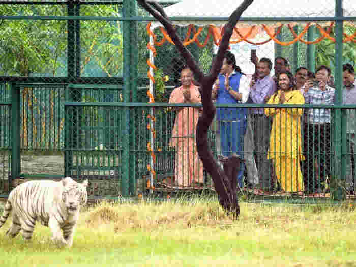 Gorakhpur Zoo : CM Named Tiger Cubs As Bhavani And Chandi - Gorakhpur News