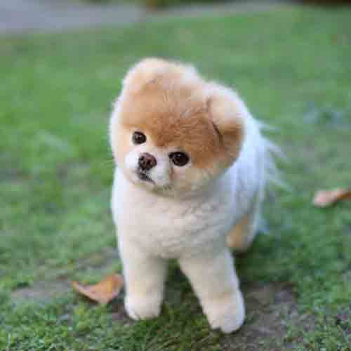 Worlds Cutest Dog Boo, Photo Gallery Inext Live