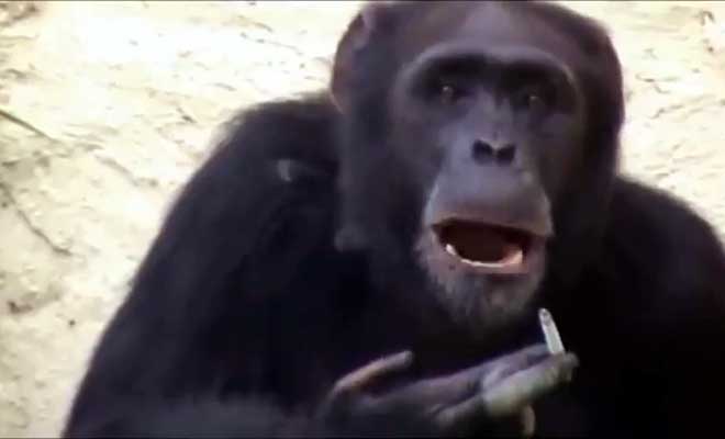 North Korea’s Cigarette Smoking Chimpanzee Azalea Becomes Internet’s ...