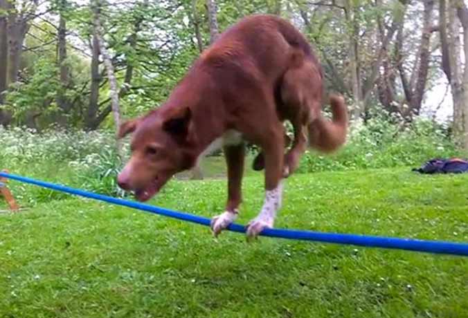 Watch World Fastest Tightrope Walking Dog Performing Perfect Paw Stand ...