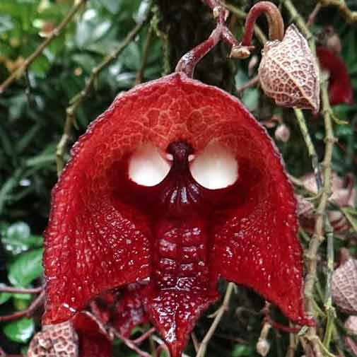 Top Ten Plants Which Looks Most Weird And Horrible, Photo Gallery Inext ...