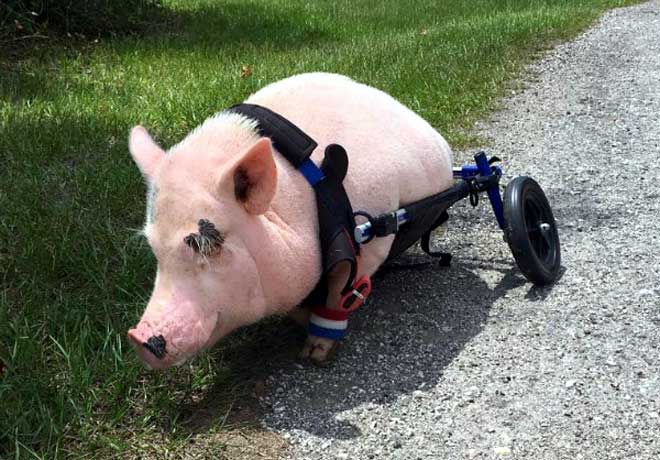 See Ten Cute Animals Live Their Life On Unique Wheelchairs- खरगोश से ...