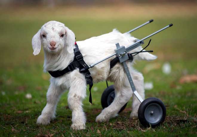 See Ten Cute Animals Live Their Life On Unique Wheelchairs- खरगोश से ...