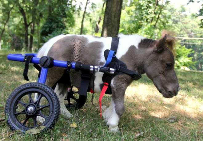 See Ten Cute Animals Live Their Life On Unique Wheelchairs- खरगोश से ...