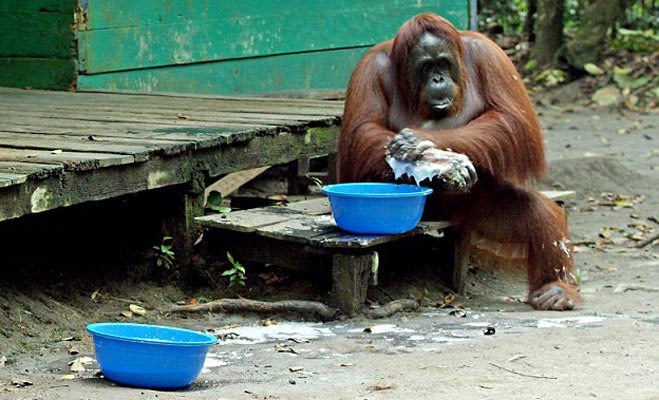 The Incredible Moment An Orangutan Uses A SAW To Cut Tree Branches ...