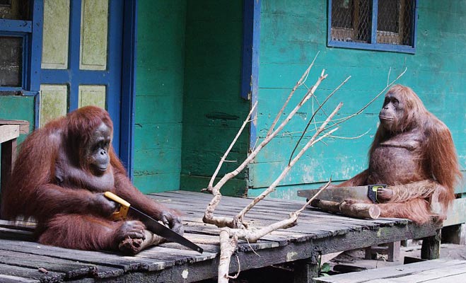The Incredible Moment An Orangutan Uses A SAW To Cut Tree Branches ...