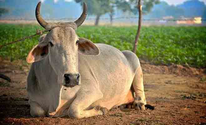 The Hariana Breed Found In Haryana And Eastern Punjab- दुलारी बनने लगी ...