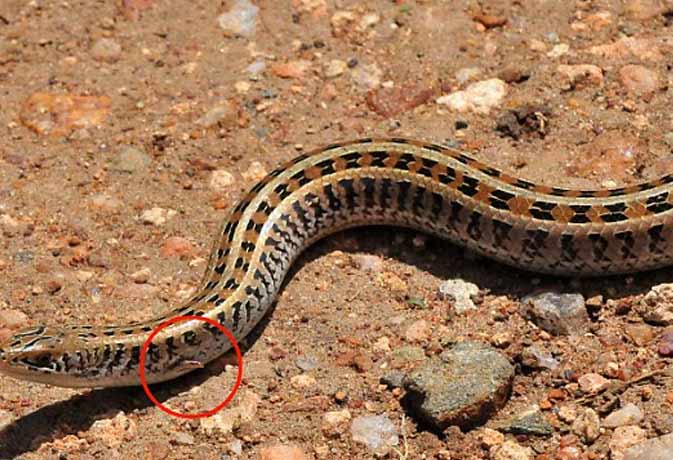 Amateur Wildlife Photographer Captures First Ever Pictures Of Snake ...
